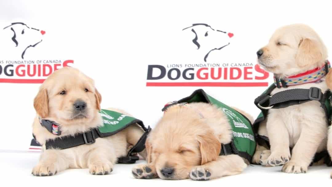 Lions Dog Guides 50/50